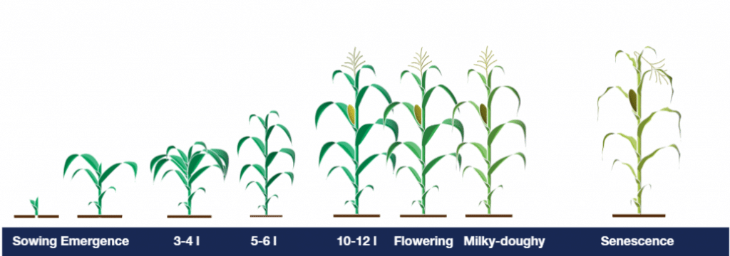 Key Growth Stages of Maize - MAS Seeds Africa