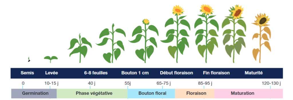 Key Growth Stages of Sunflower - MAS Seeds Africa