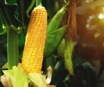 Key Growth Stages of Maize - MAS Seeds Africa